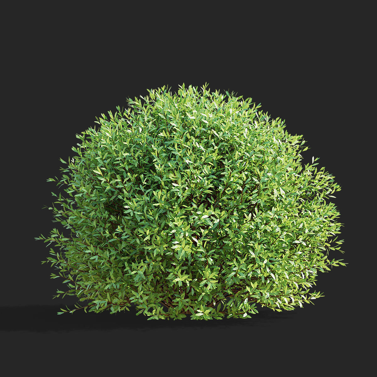Spiraea cinerea grefsheim trimmed 3D model | CGTrader