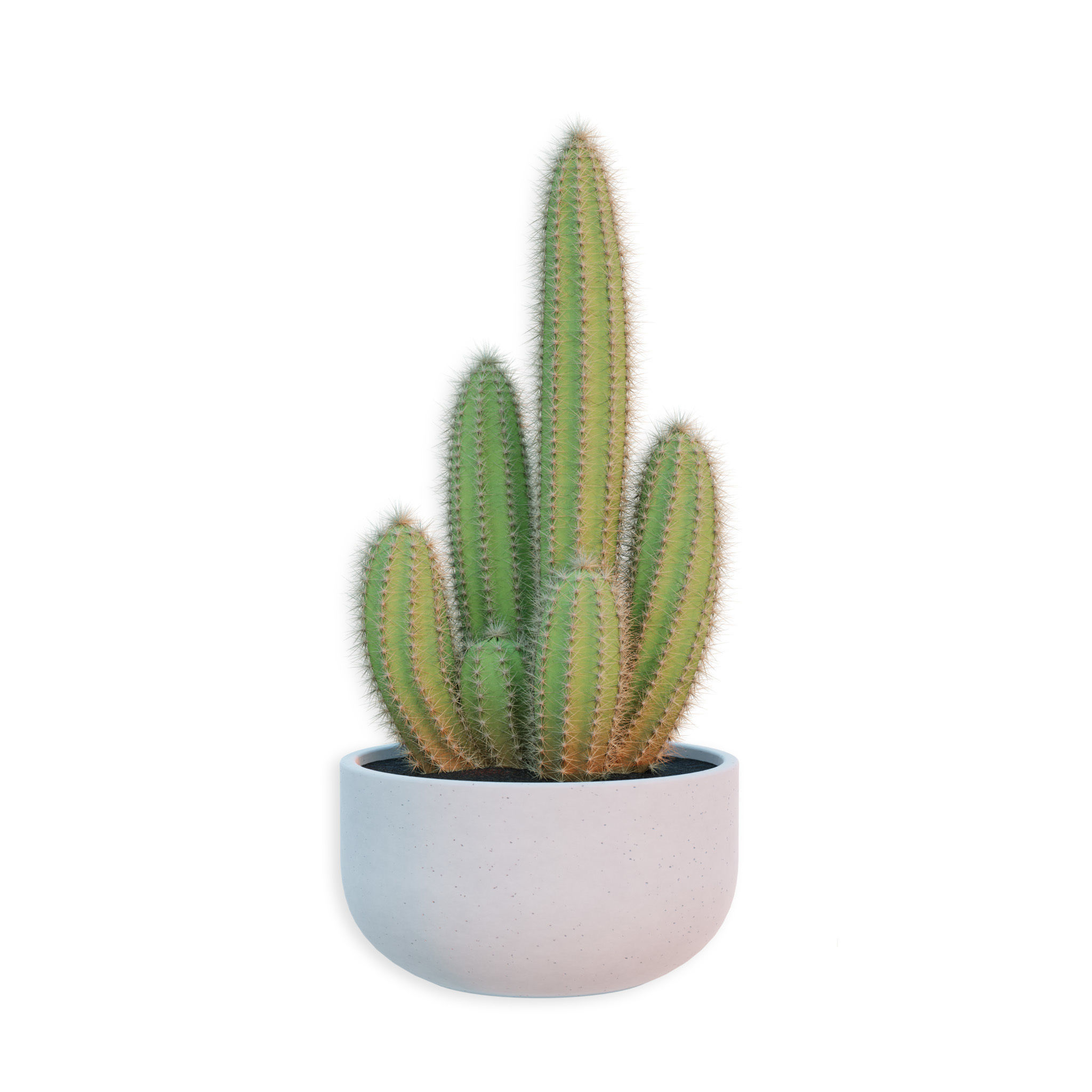 Cactus Set Parametric Textures Realistic 3D model | CGTrader