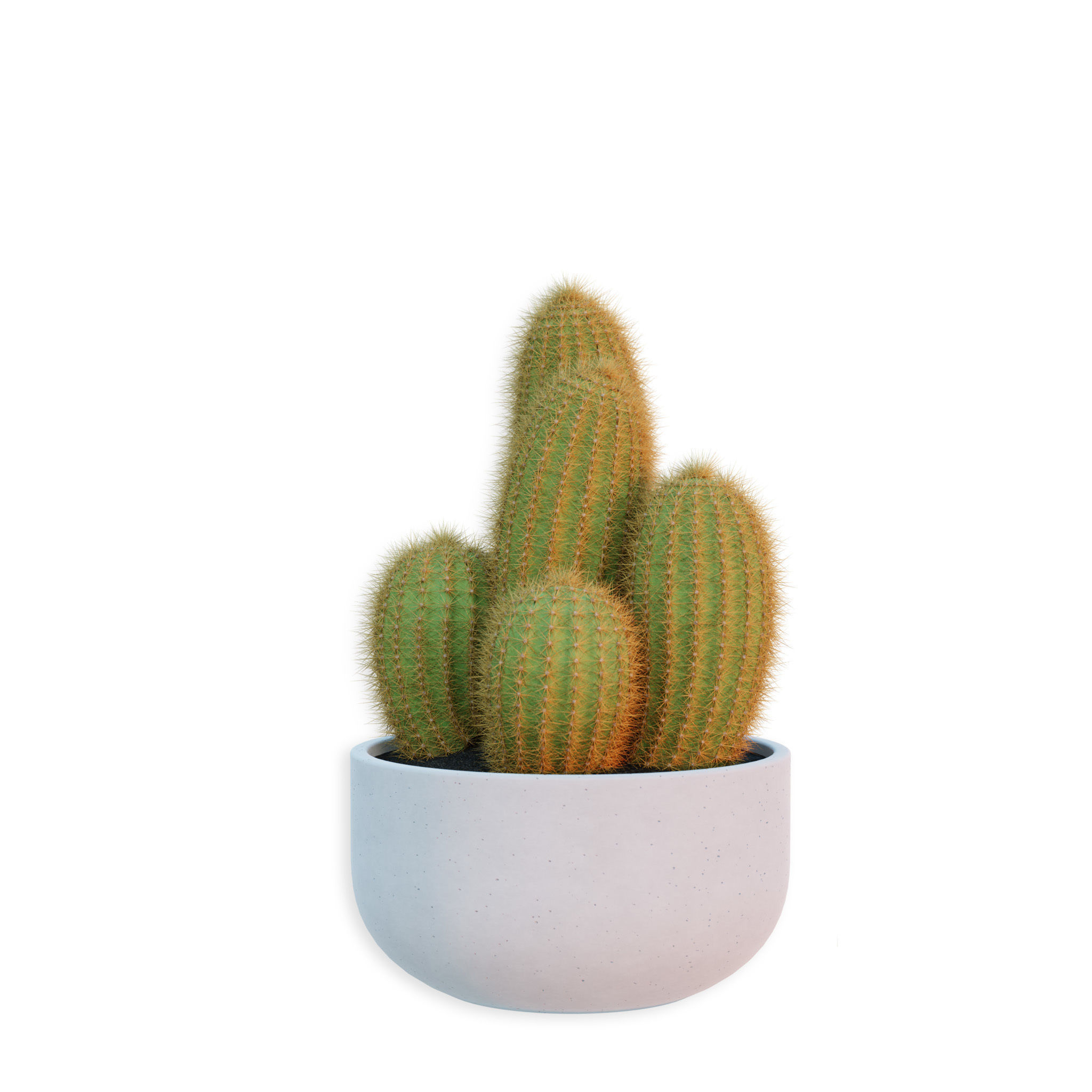 Cactus Set Parametric Textures Realistic 3D model | CGTrader