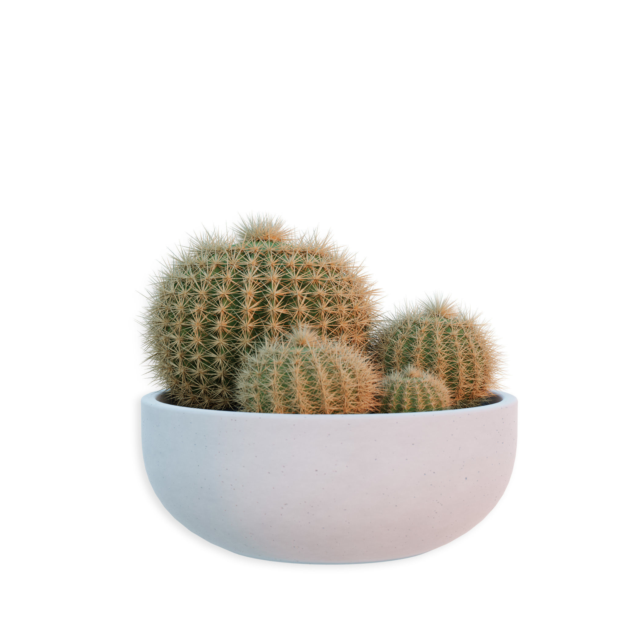 Cactus Set Parametric Textures Realistic 3D model | CGTrader