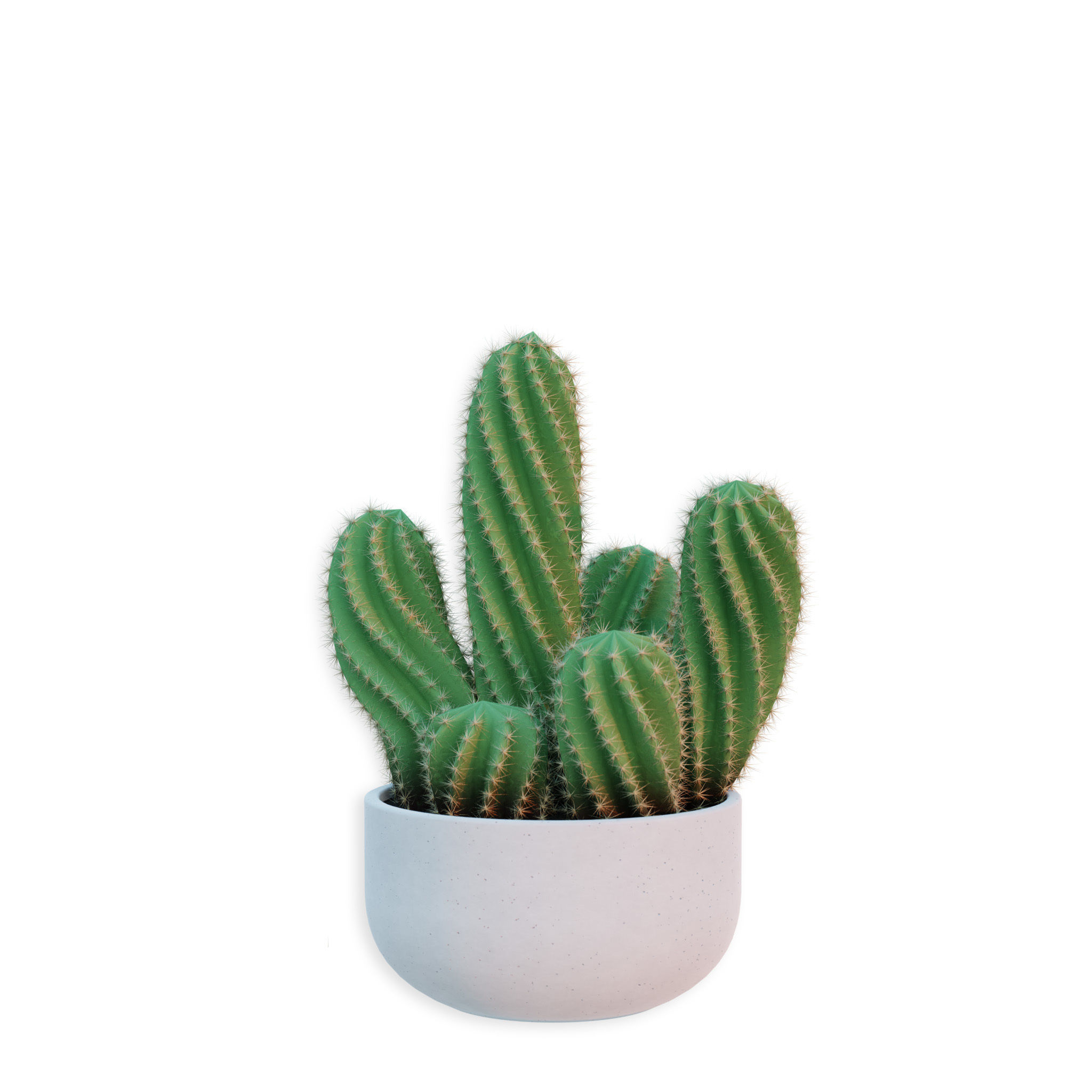 Cactus Set Parametric Textures Realistic 3D model | CGTrader