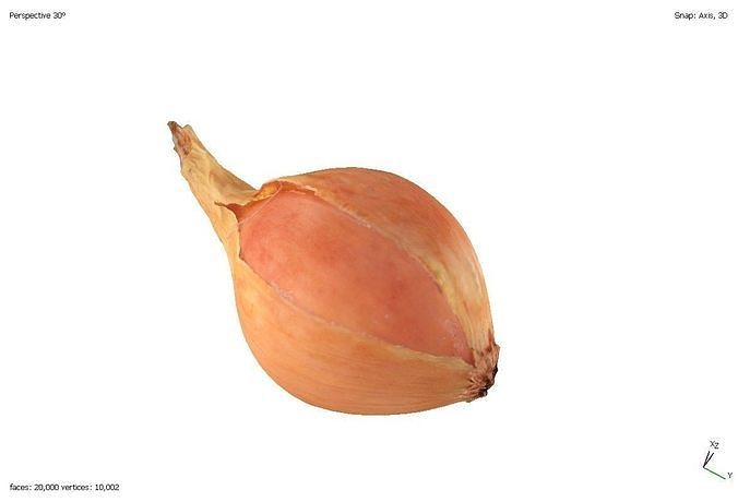 Two models of onions 3D model | CGTrader