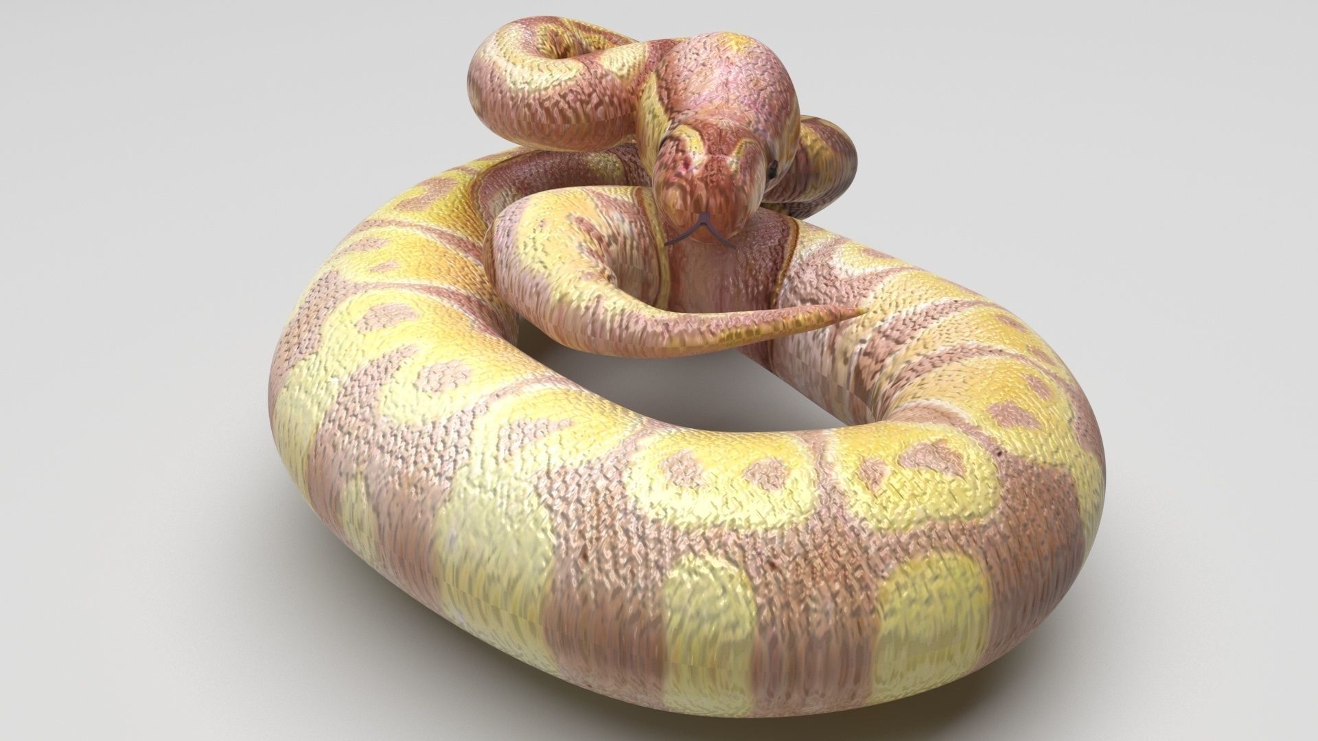 Banana Ball Python Snake 3D model | CGTrader