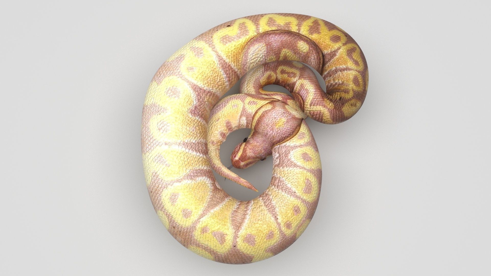 Banana Ball Python Snake 3D model | CGTrader