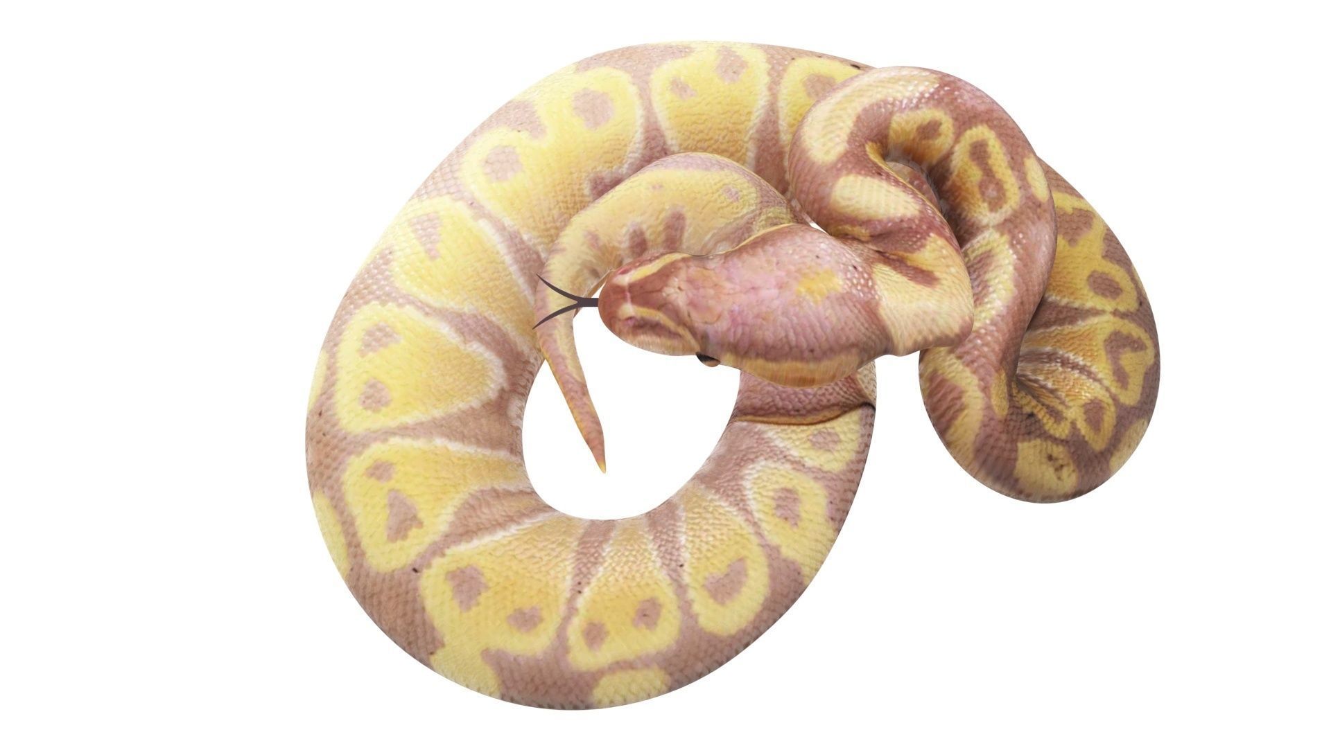 Banana Ball Python Snake 3D model | CGTrader