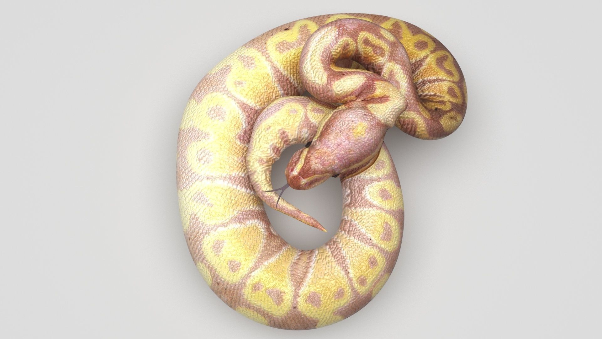 Banana Ball Python Snake 3D model | CGTrader