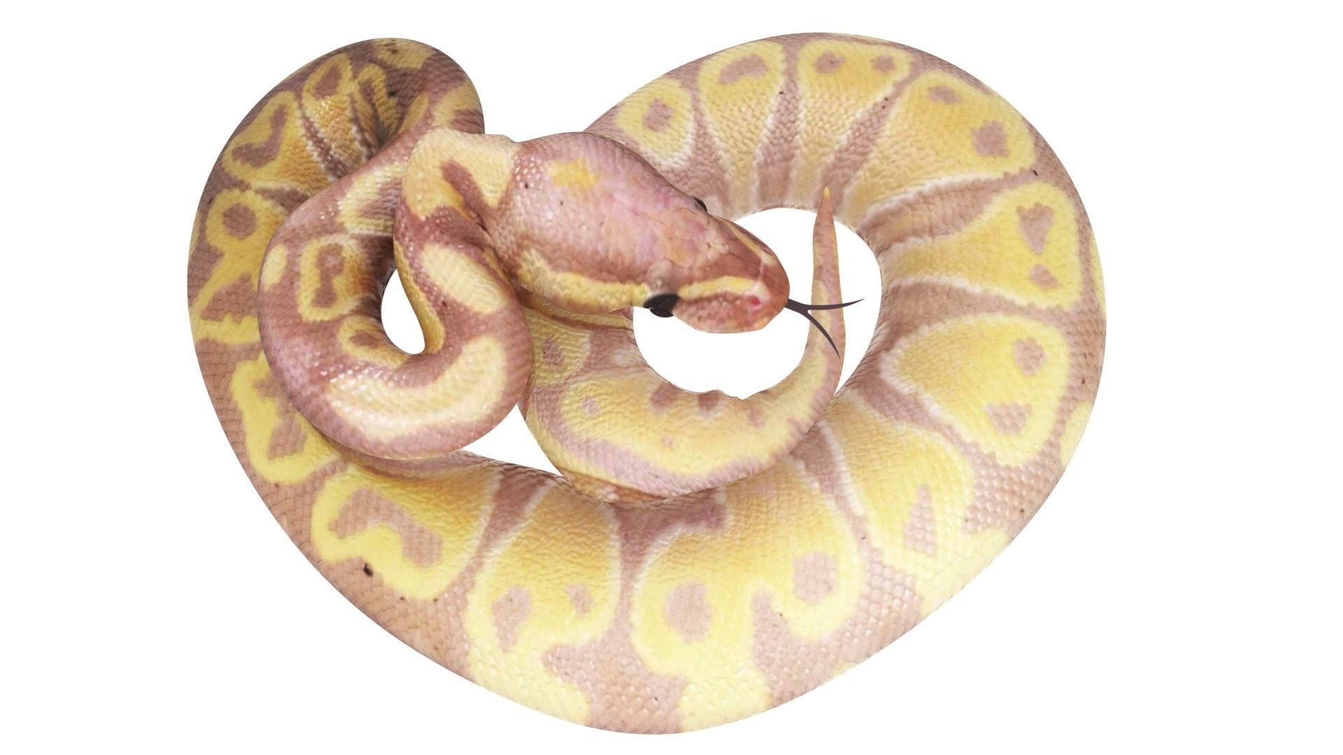 Banana Ball Python Snake 3D model | CGTrader
