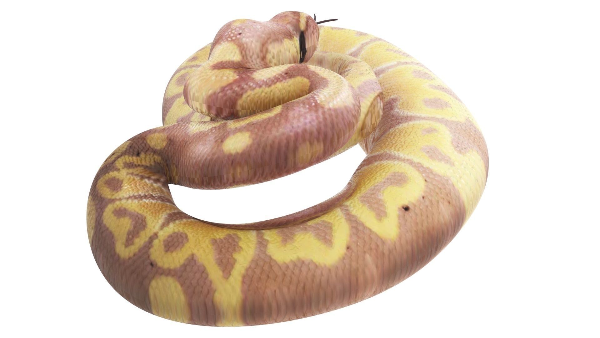 Banana Ball Python Snake 3D model | CGTrader
