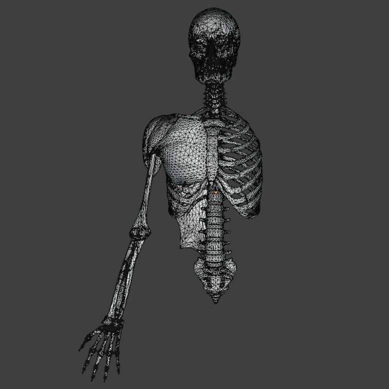 3D model Muscular System Shoulder Girdle VR / AR / low-poly | CGTrader