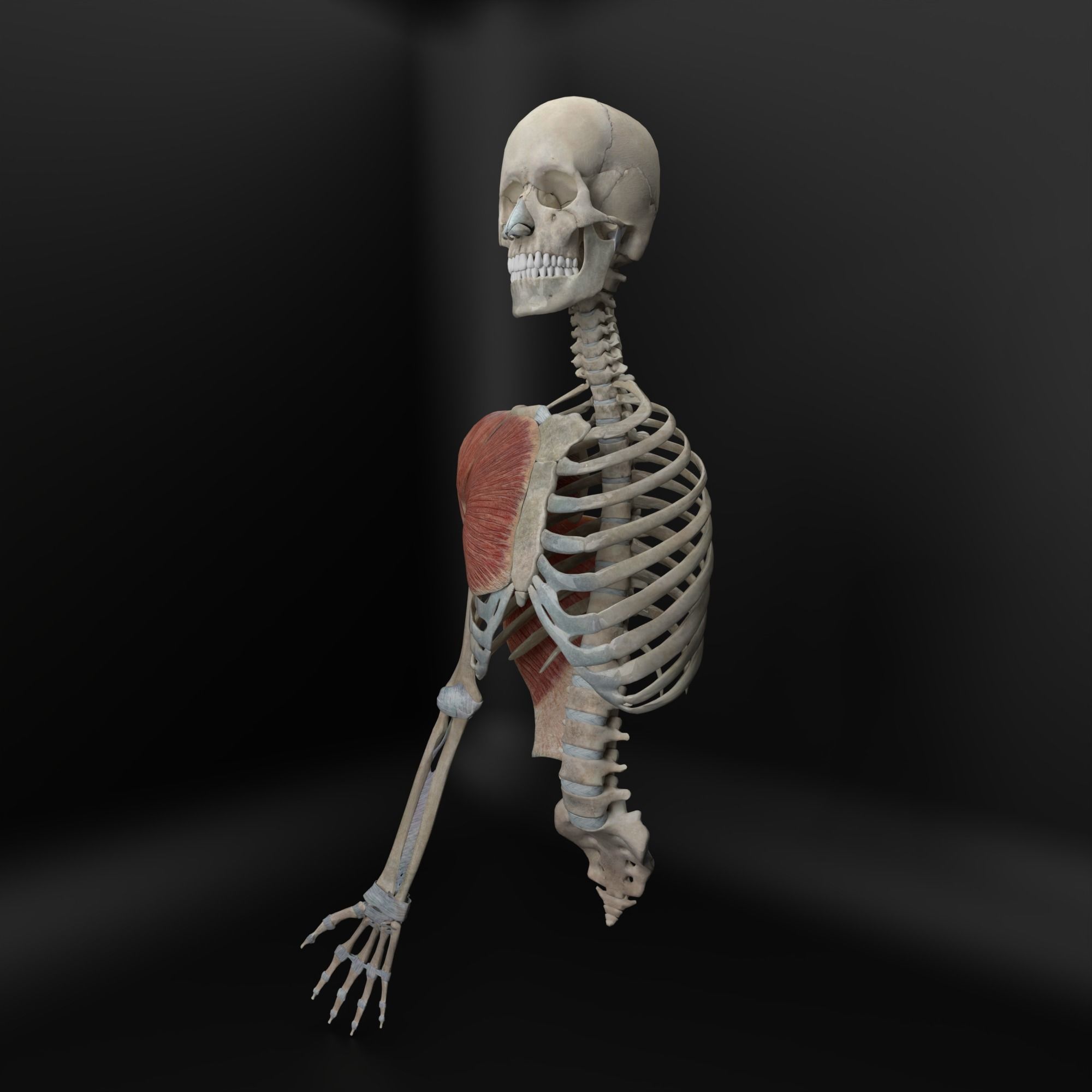 3D model Muscular System Shoulder Girdle VR / AR / low-poly | CGTrader