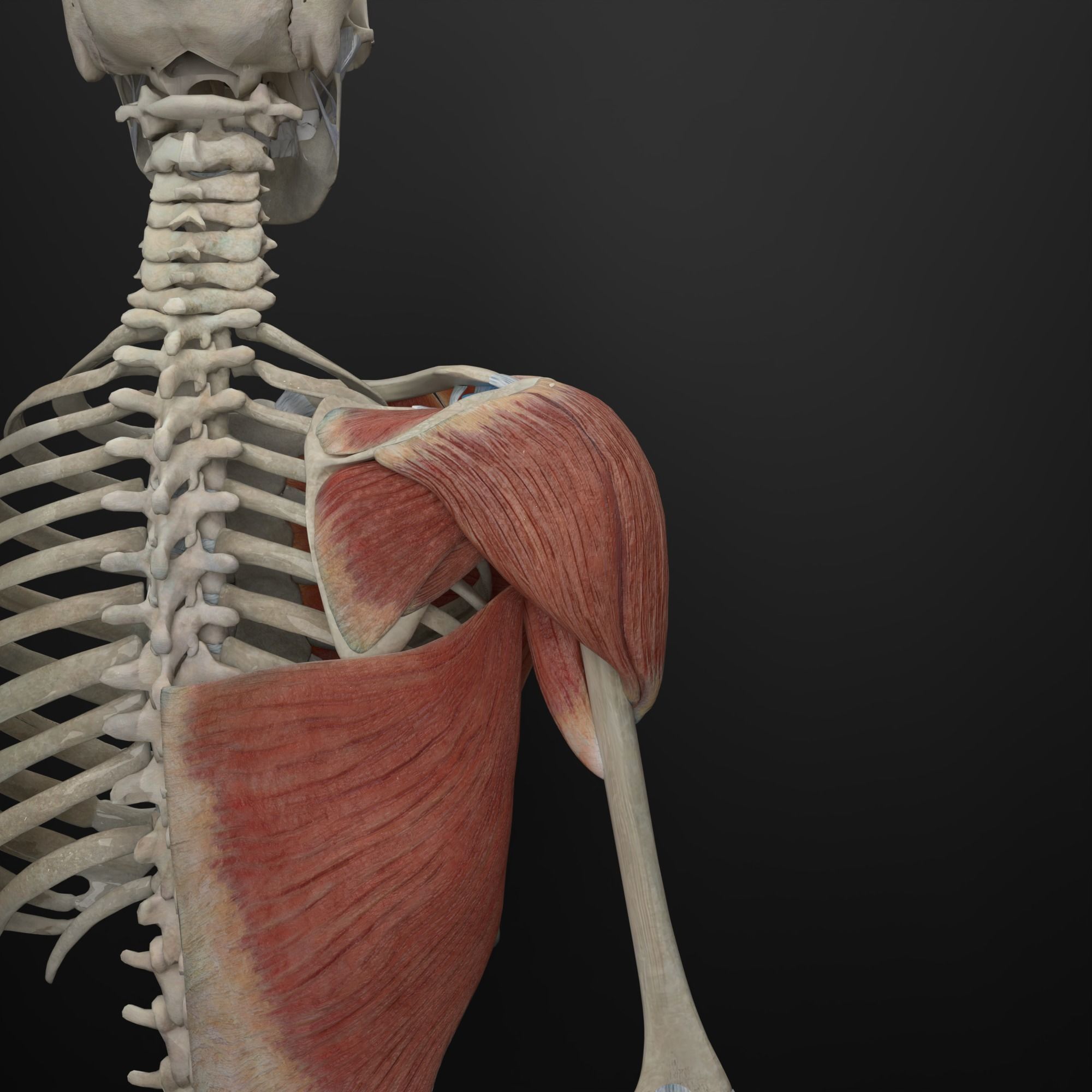 3D model Muscular System Shoulder Girdle VR / AR / low-poly | CGTrader