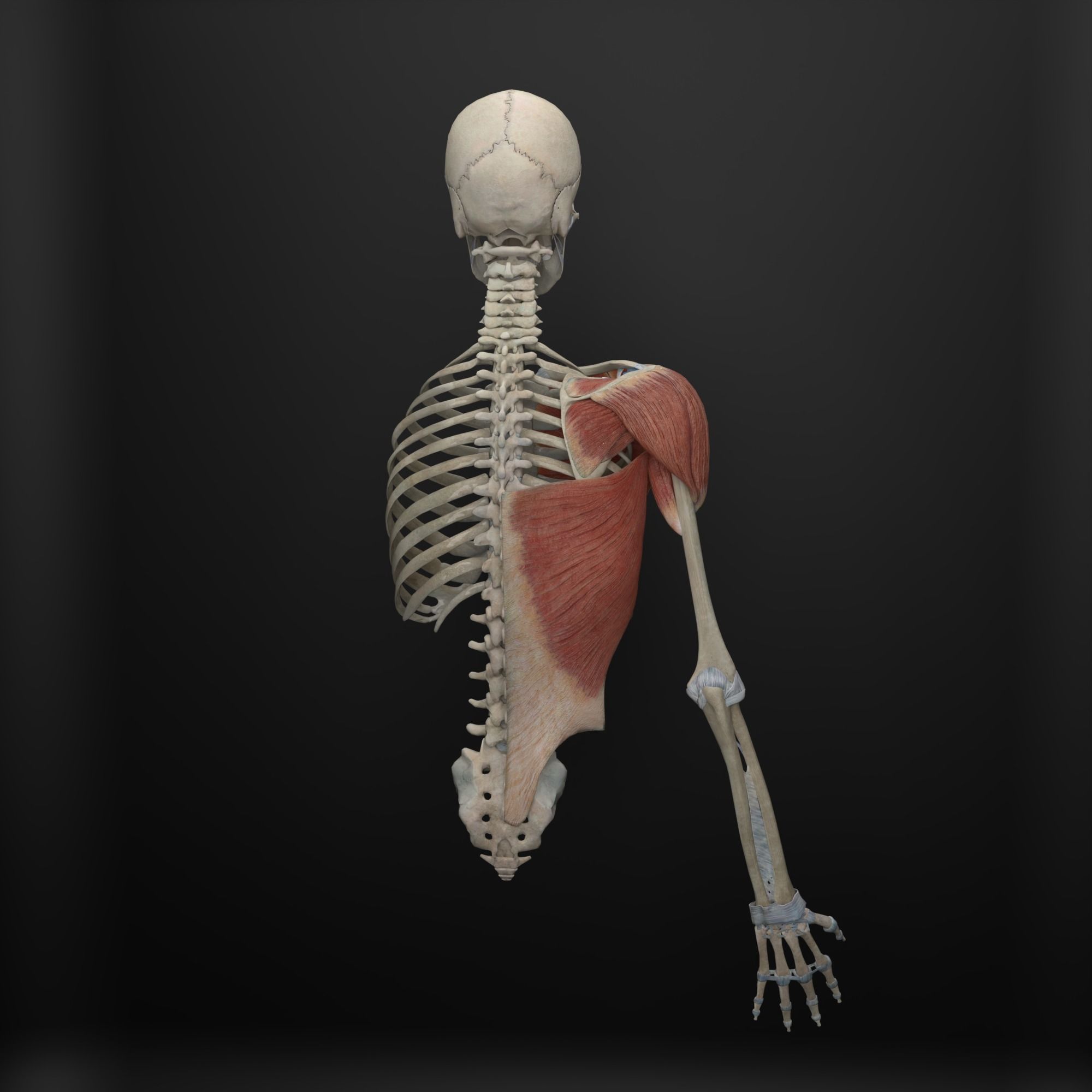 3D model Muscular System Shoulder Girdle VR / AR / low-poly | CGTrader