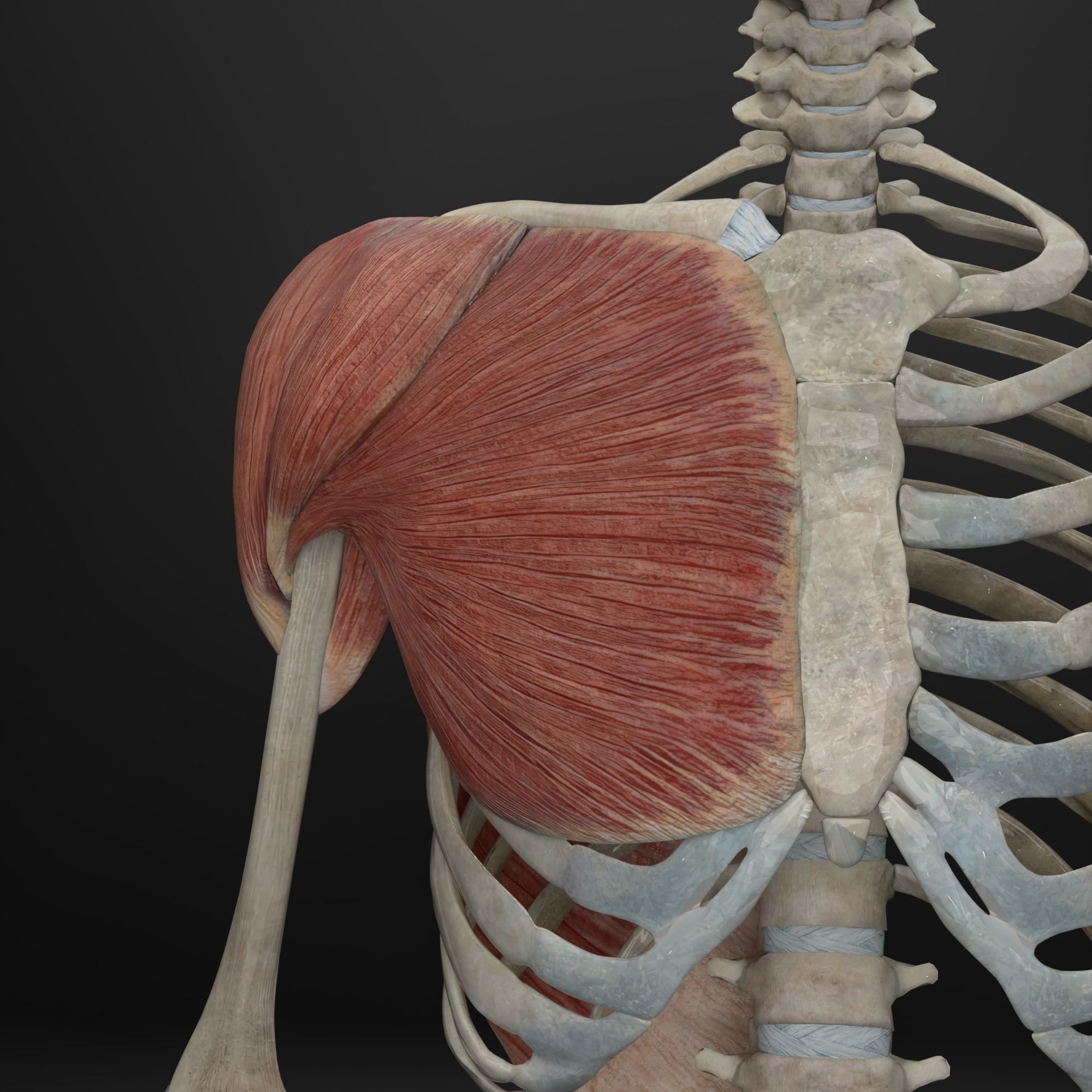 3D model Muscular System Shoulder Girdle VR / AR / low-poly | CGTrader