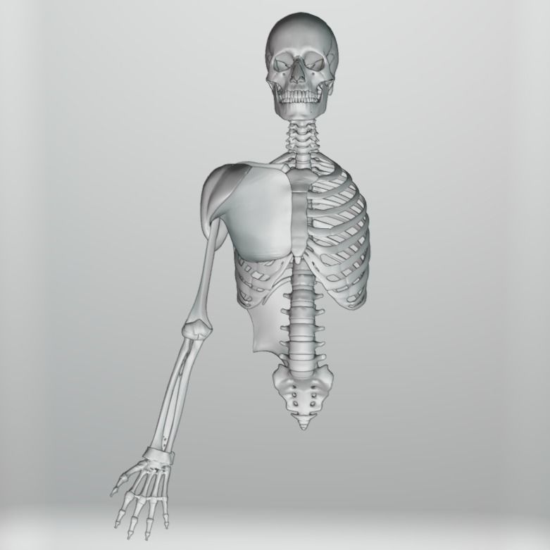 3D model Muscular System Shoulder Girdle VR / AR / low-poly | CGTrader