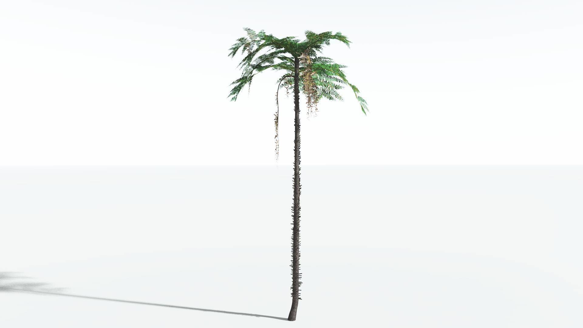 3D model EVERYPlant Black Tree Fern LowPoly 3 --16 Models-- VR / AR ...