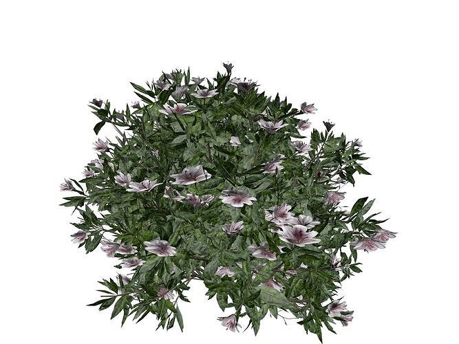 Azalea Shrub with white flowers - 01 3D model | CGTrader
