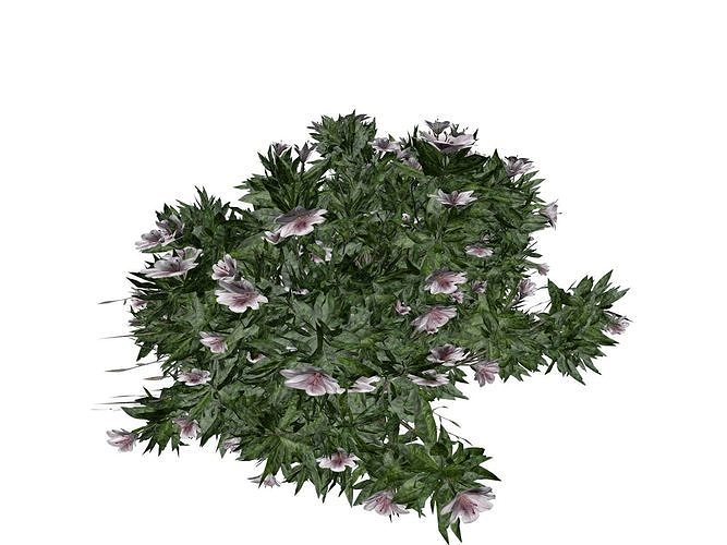 Azalea Shrub with white flowers - 02 - 3D model | CGTrader