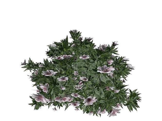 Azalea Shrub with white flowers - 03 - 3D model | CGTrader