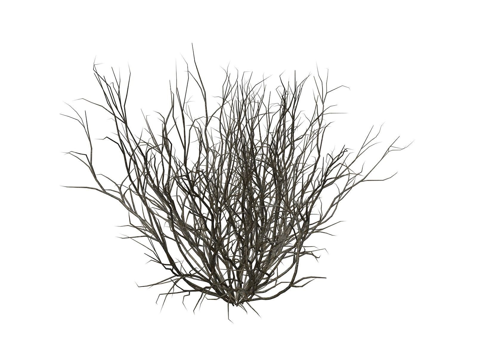 Broom Snakeweed - 01 3D model | CGTrader