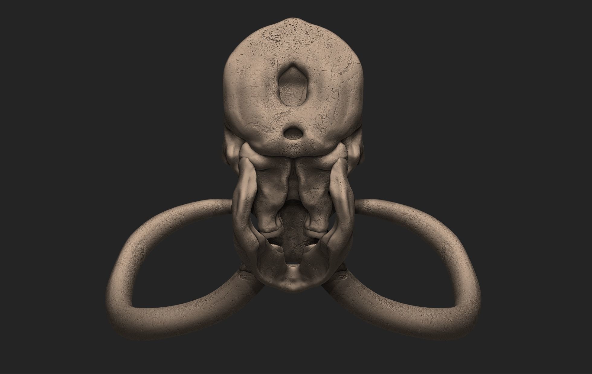 Woolly Mammoth Skull 3D model 3D printable | CGTrader