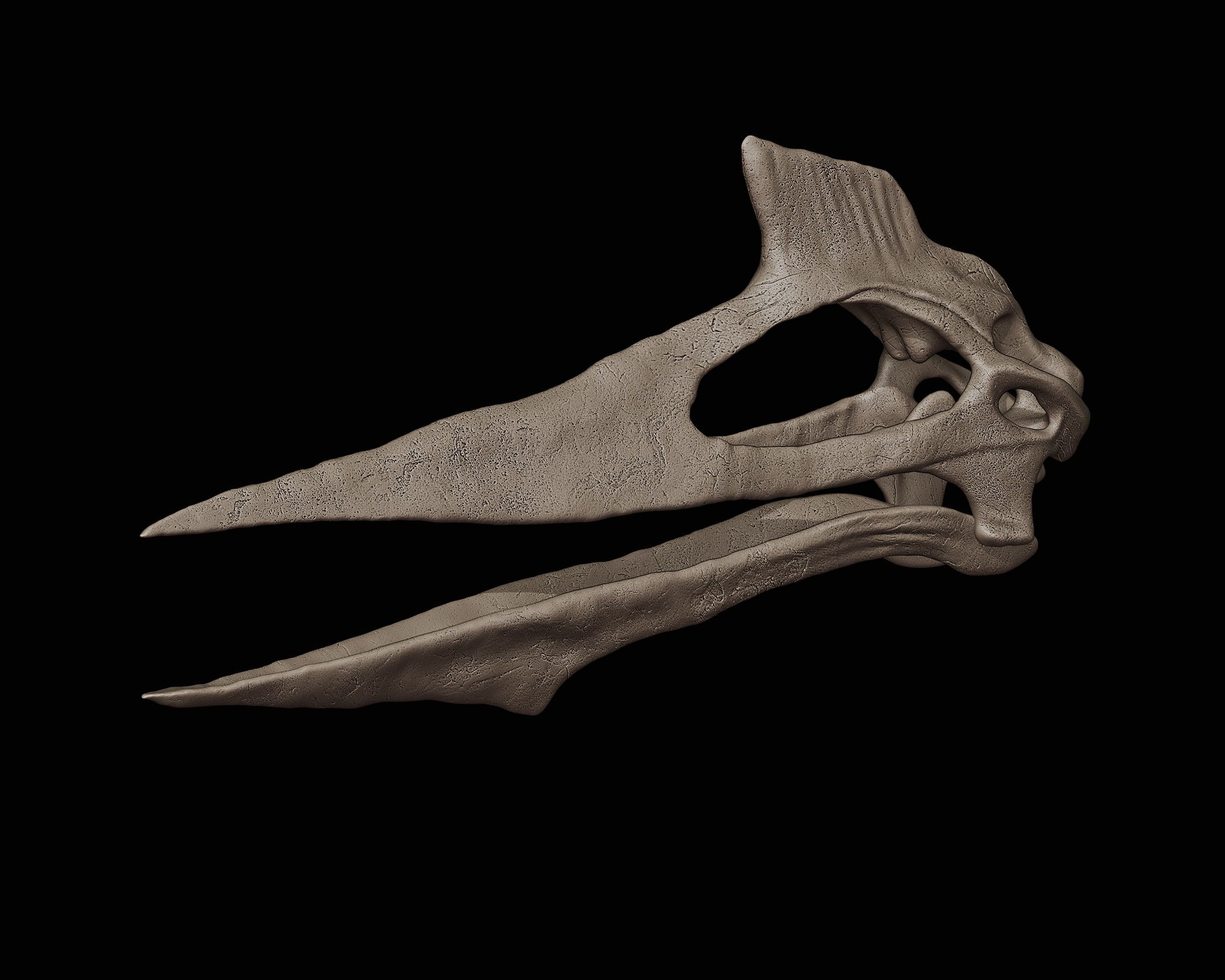 Quetzalcoatlus skull 3D model 3D printable | CGTrader
