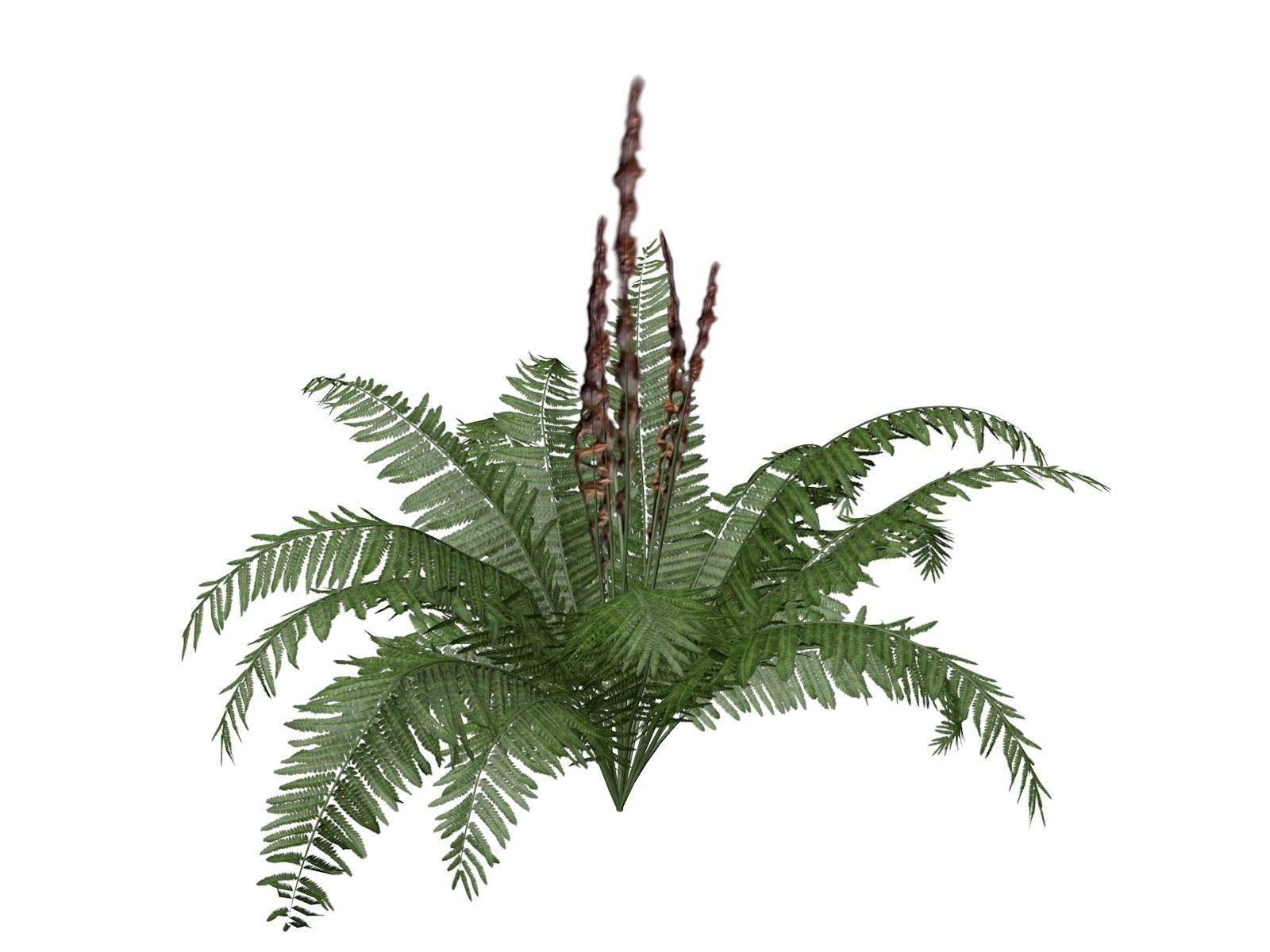 Cinnamon Fern Plant - 10 3D model | CGTrader