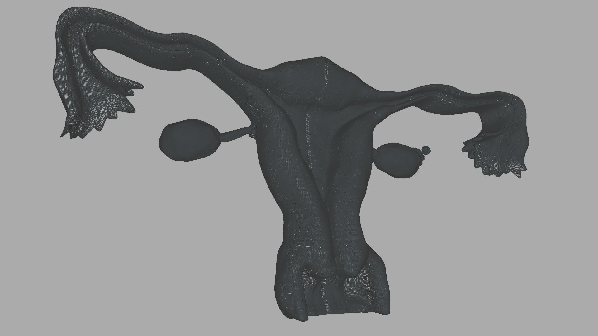 Ovulation in the left ovary and uterus 3D model | CGTrader