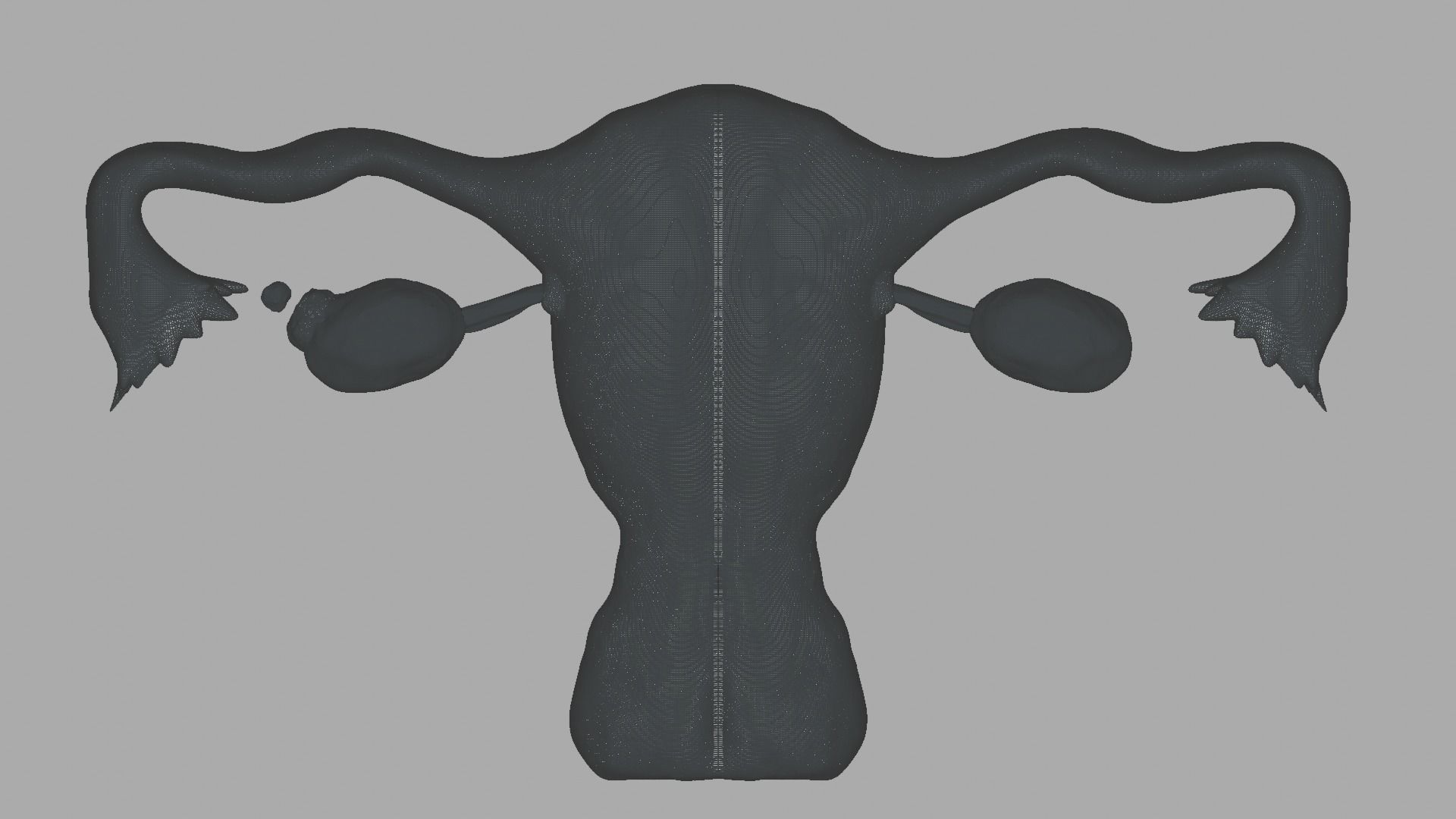 Ovulation in the left ovary and uterus 3D model | CGTrader