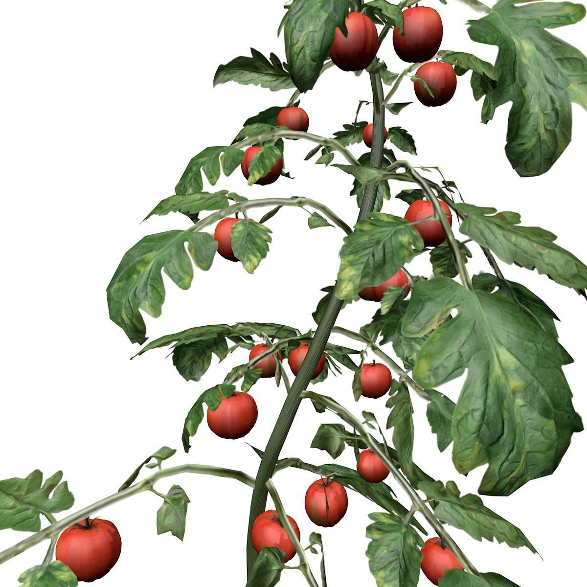 Tomato Plant - 01 3D model | CGTrader