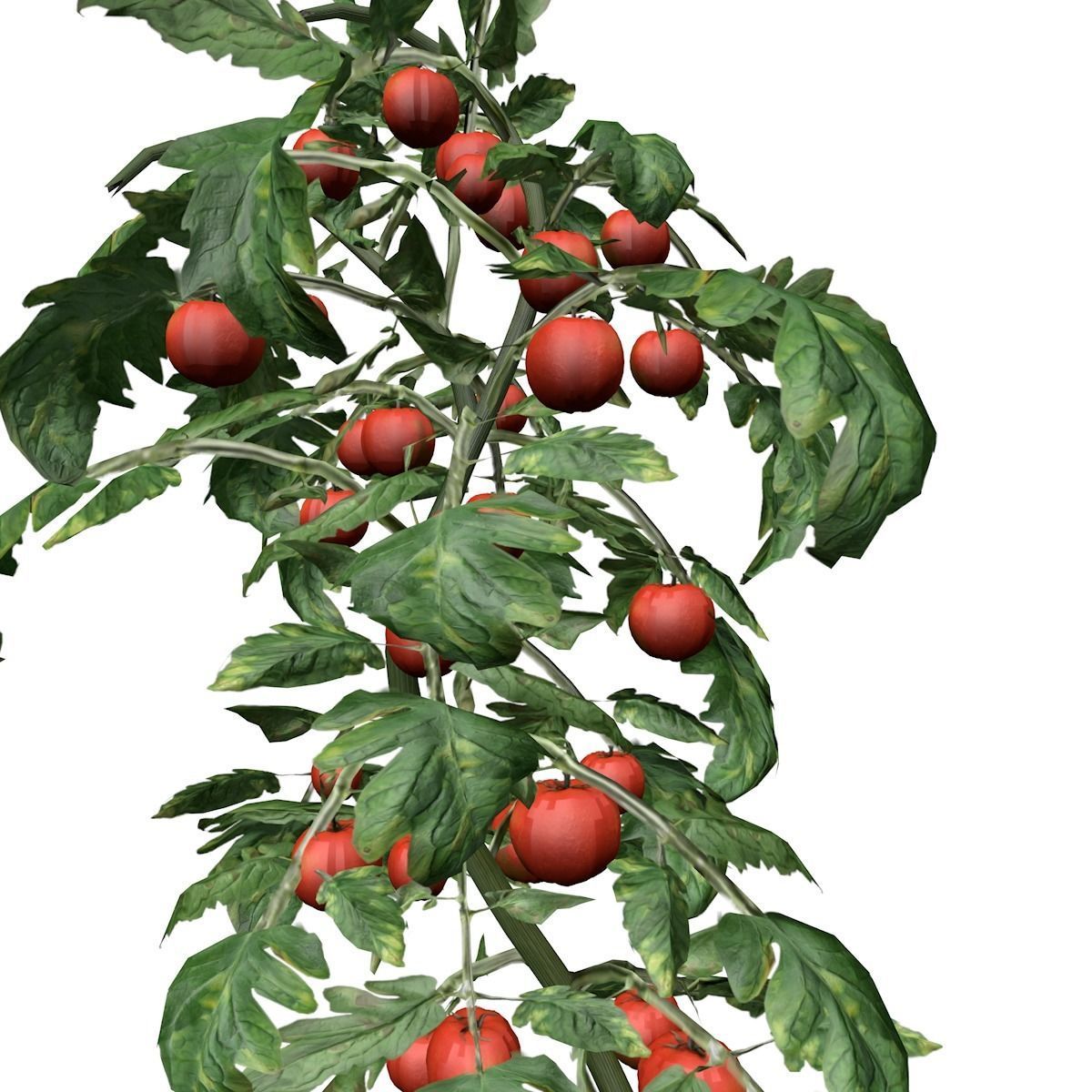 Tomato Plant - 08 - 3D model | CGTrader