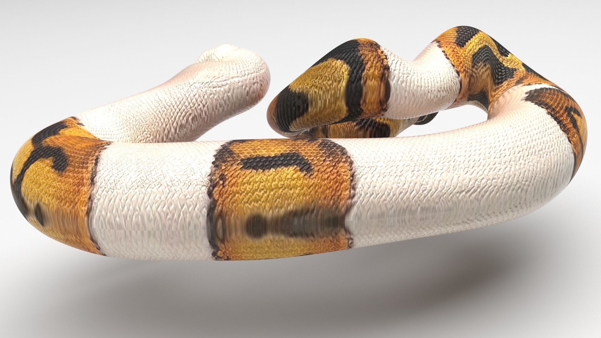 Piebald Ball Python Snake 3D model | CGTrader