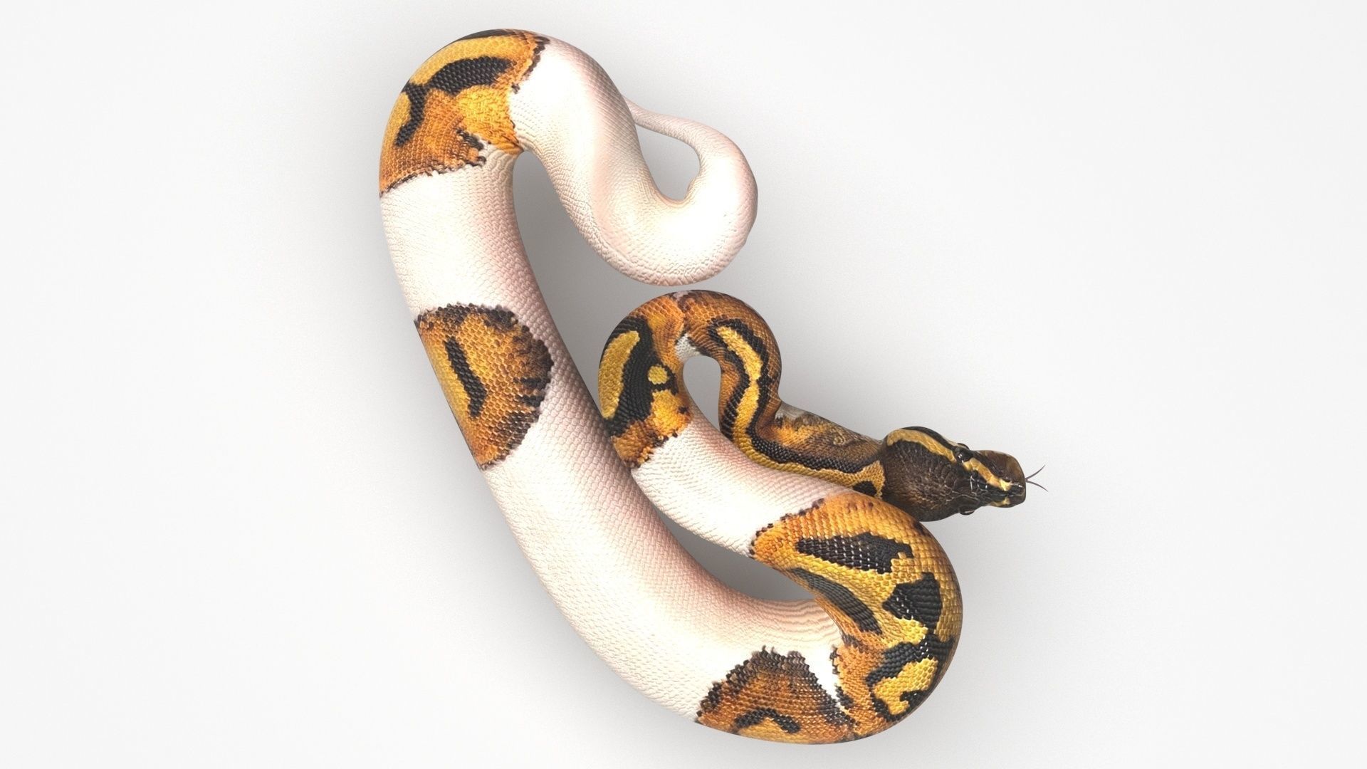 Piebald Ball Python Snake 3D model | CGTrader