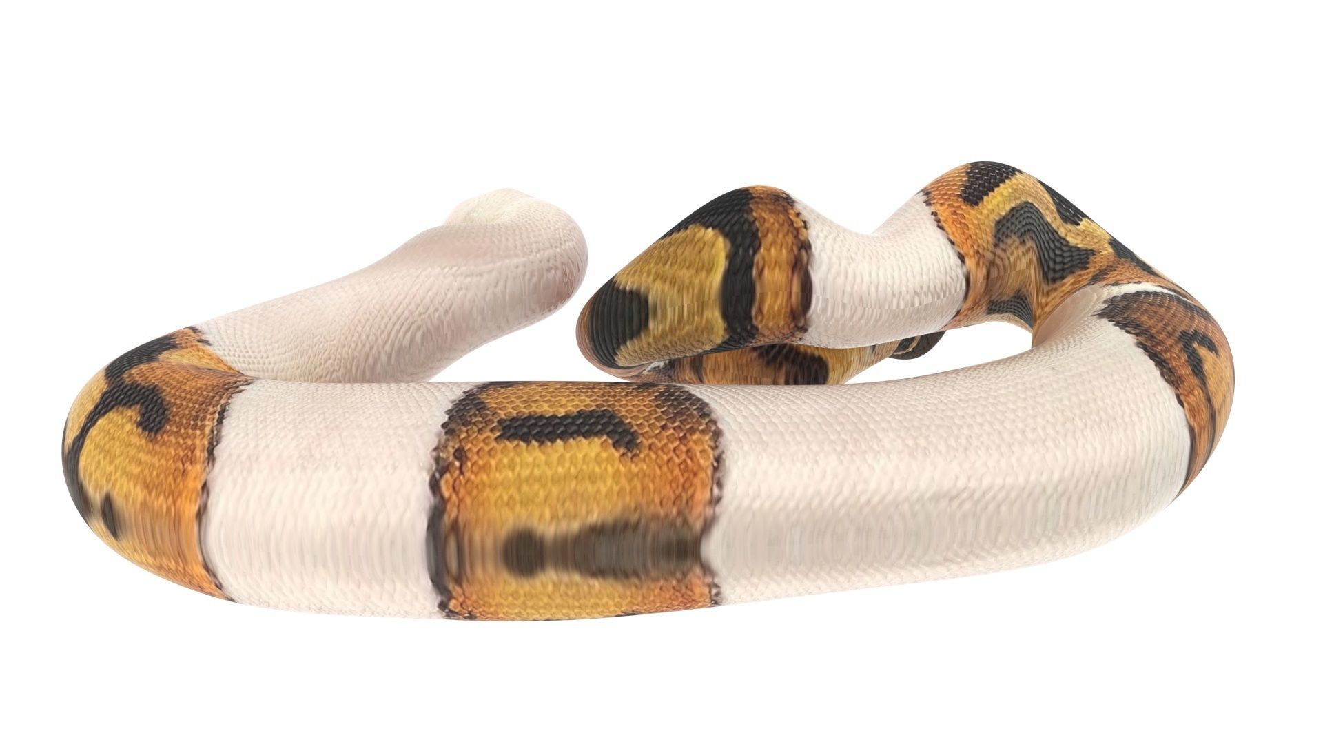 Piebald Ball Python Snake 3D model | CGTrader