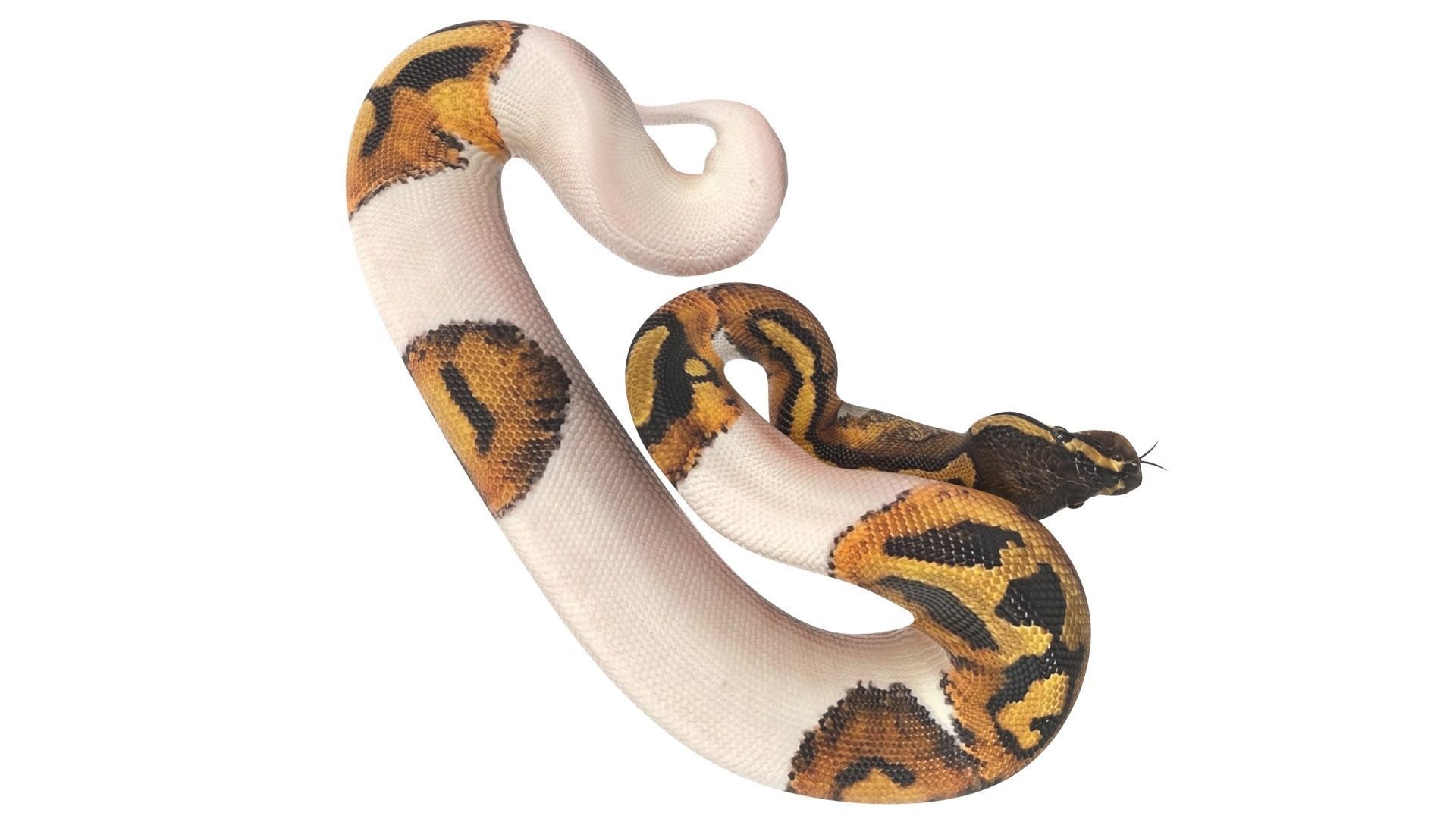 Piebald Ball Python Snake 3D model | CGTrader