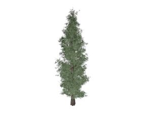 Eastern red cedar 3D Models | CGTrader
