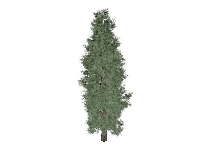 Eastern Red Cedar Tree - 03 - 3D model | CGTrader