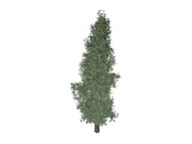 Eastern Red Cedar Tree - 04 - 3D model | CGTrader