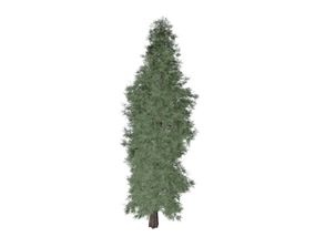 Eastern red cedar 3D Models | CGTrader