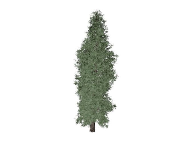 Eastern Red Cedar Tree - 05 - 3D model | CGTrader