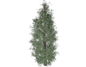 Eastern red cedar 3D Models | CGTrader