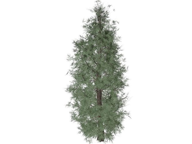 Eastern Red Cedar Tree - 06 - 3D model | CGTrader