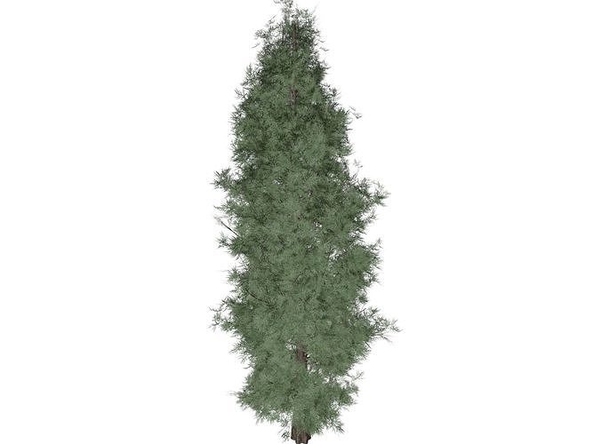 Eastern Red Cedar Tree - 10 - 3D model | CGTrader