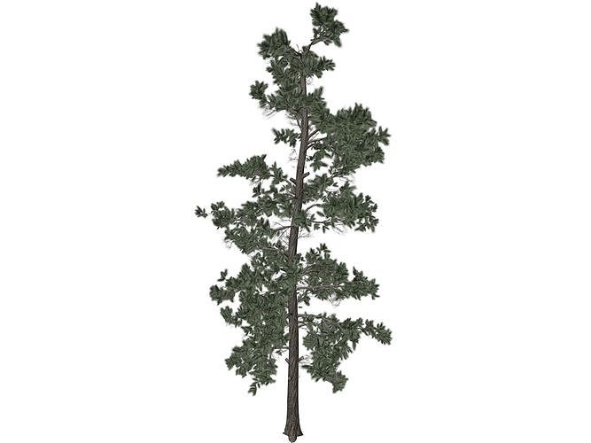 Eastern White Pine Tree - 01 - 3D model | CGTrader
