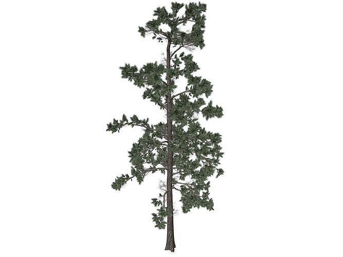 Eastern White Pine Tree - 02 - 3D model | CGTrader