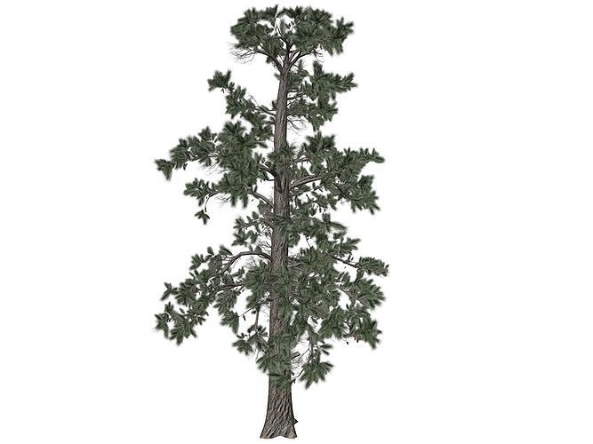Eastern White Pine Tree - 03 - 3D model | CGTrader