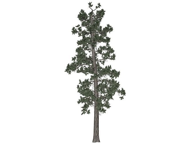 Eastern White Pine Tree - 06 - 3D model | CGTrader
