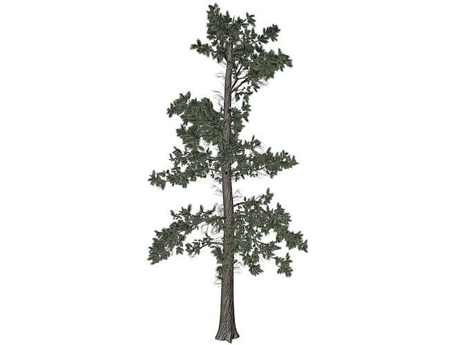Eastern White Pine Tree - 07 - 3D model | CGTrader