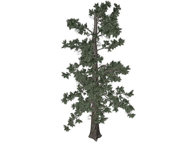 Eastern White Pine Tree - 08 - 3D model | CGTrader