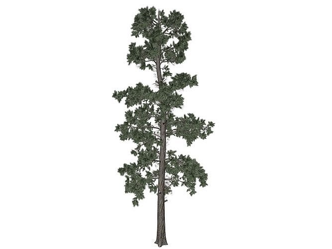 Eastern White Pine Tree - 10 - 3D model | CGTrader
