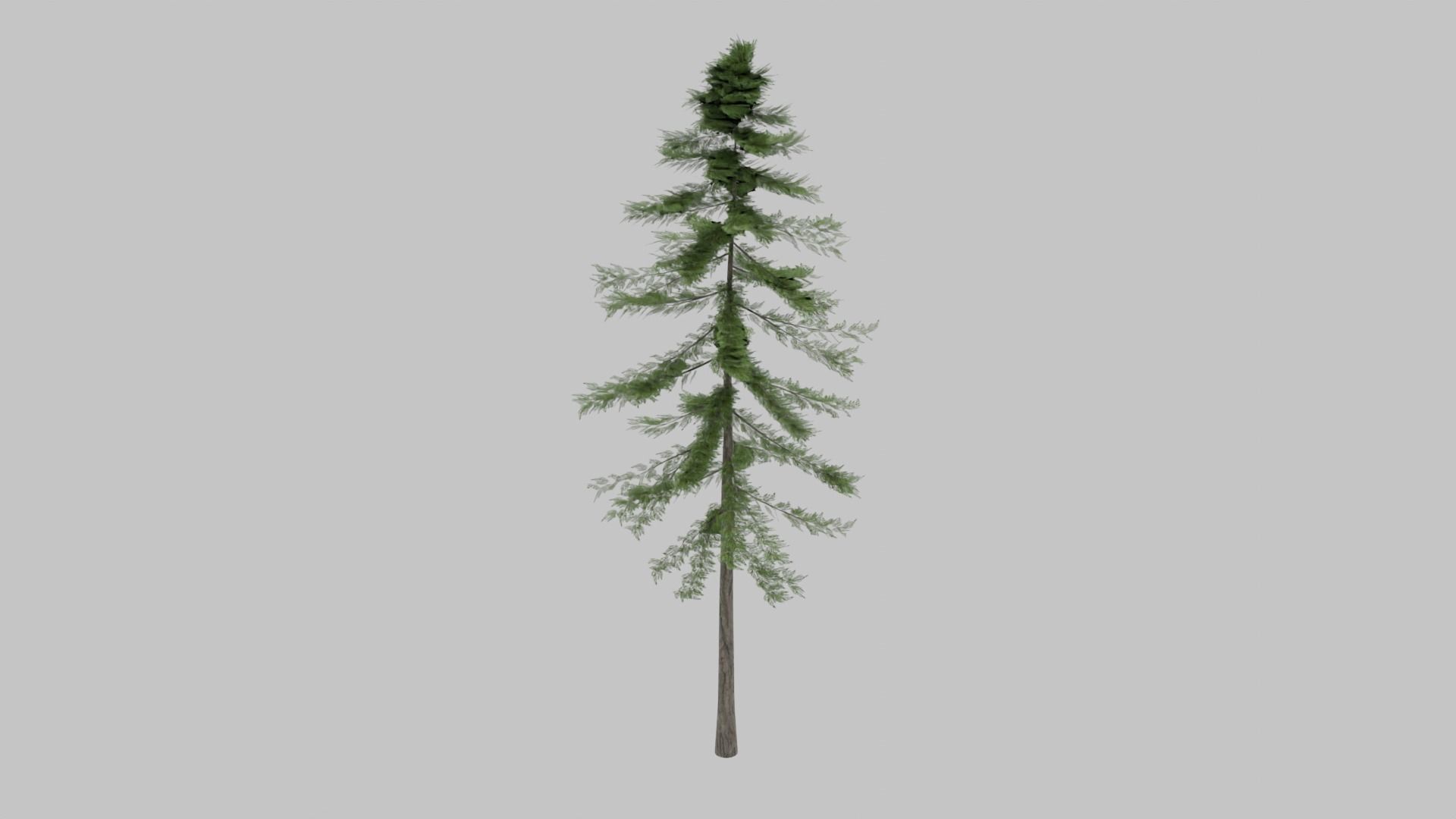 Pine Tree free 3D model | CGTrader